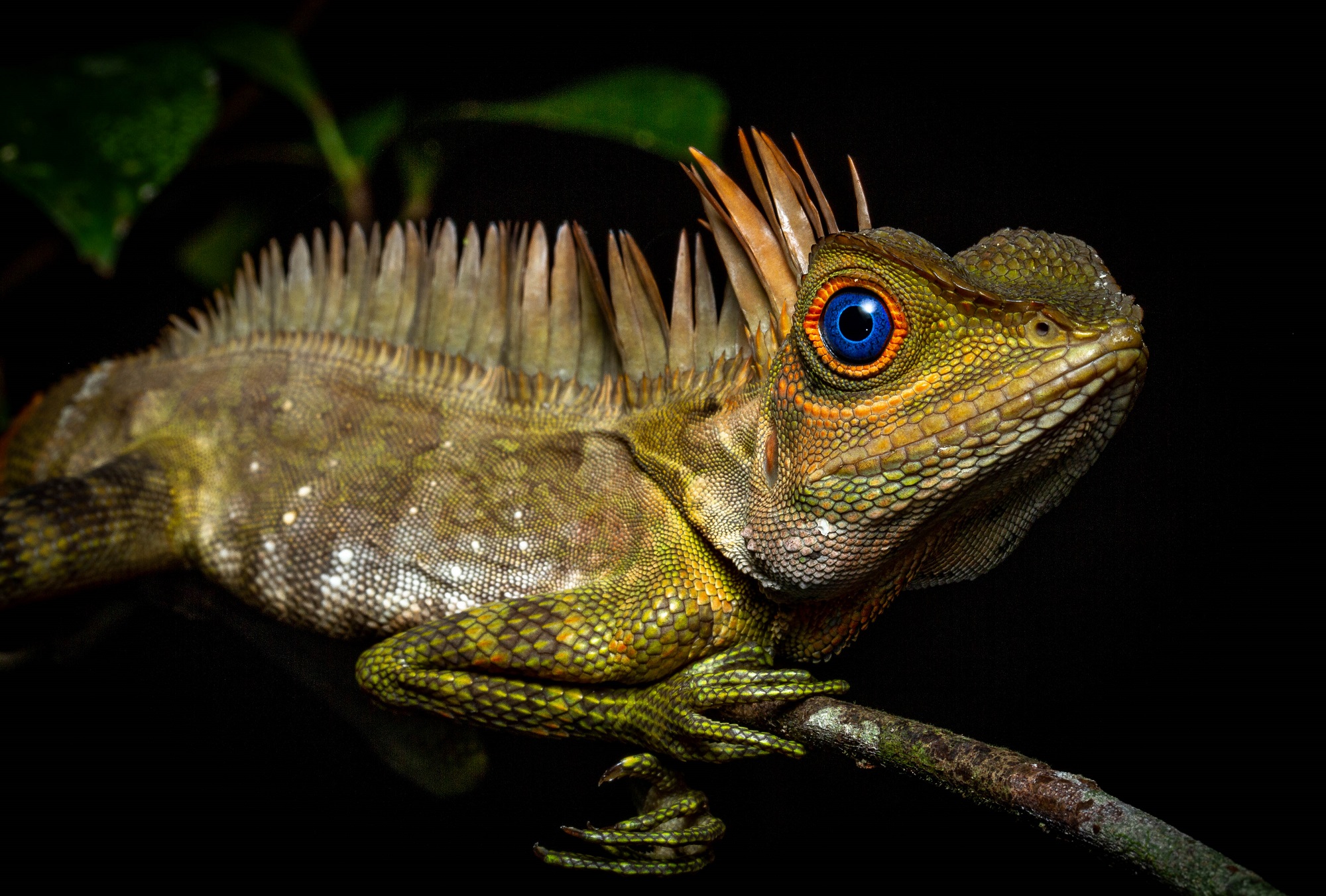 Shooting Macro Photography with Nicholas Heard